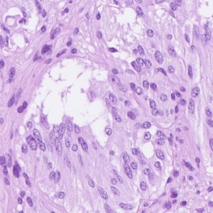 Home - European Society of Pathology